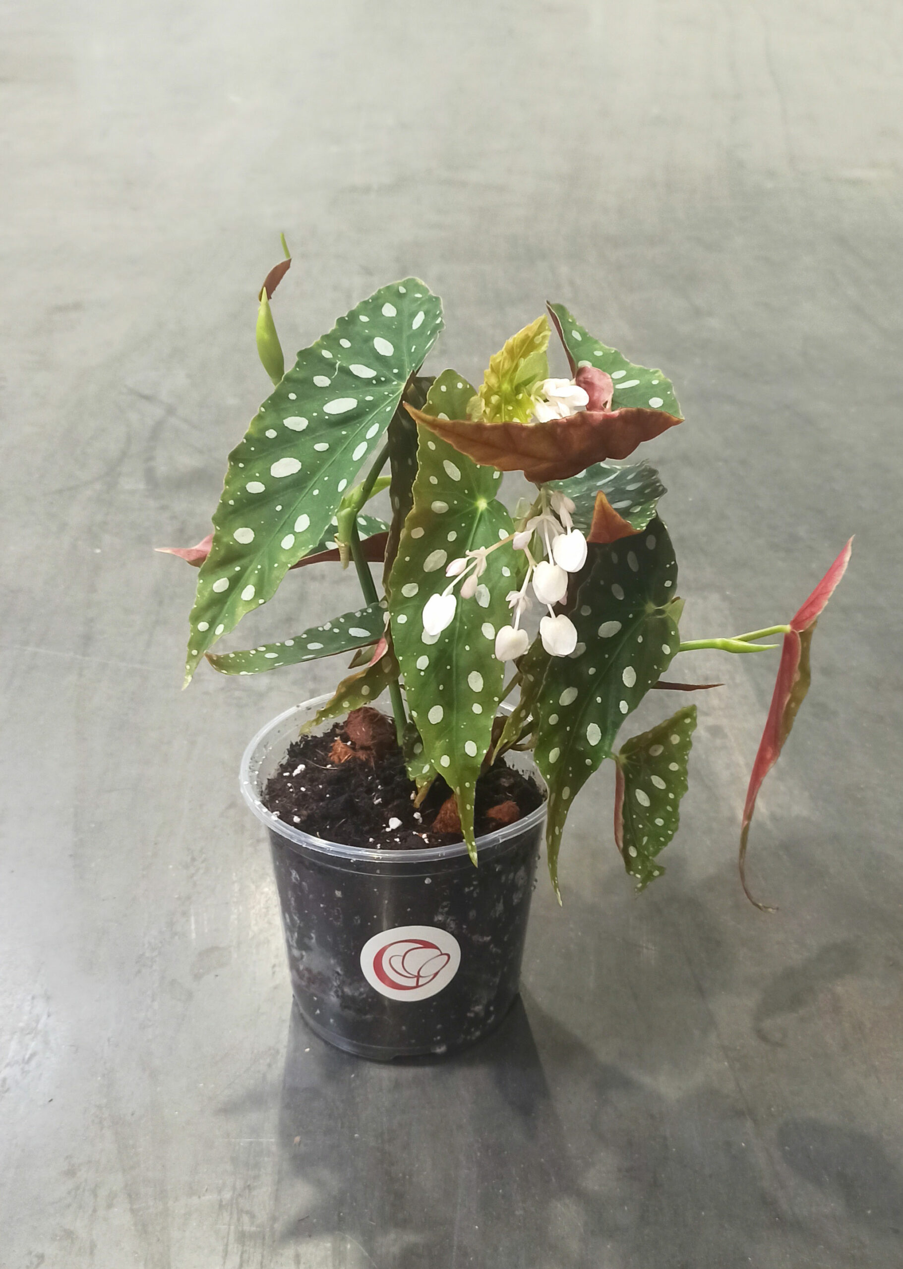 Acheter Begonia maculata Wightii en ligne - IndoorPoppies