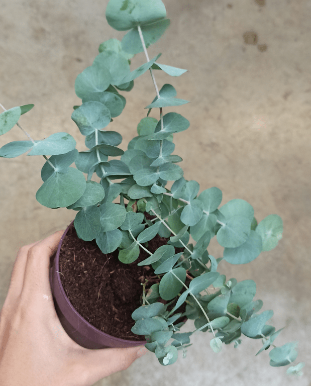 Acheter Eucalyptus Gunii en ligne - IndoorPoppies