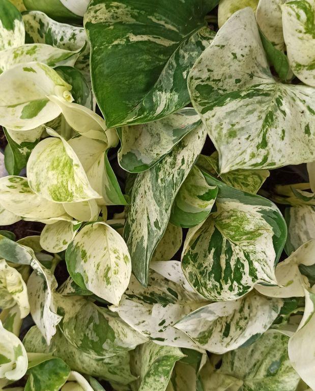 Bouture Epipremnum Pinnatum "Pothos" Manjula - IndoorPoppies