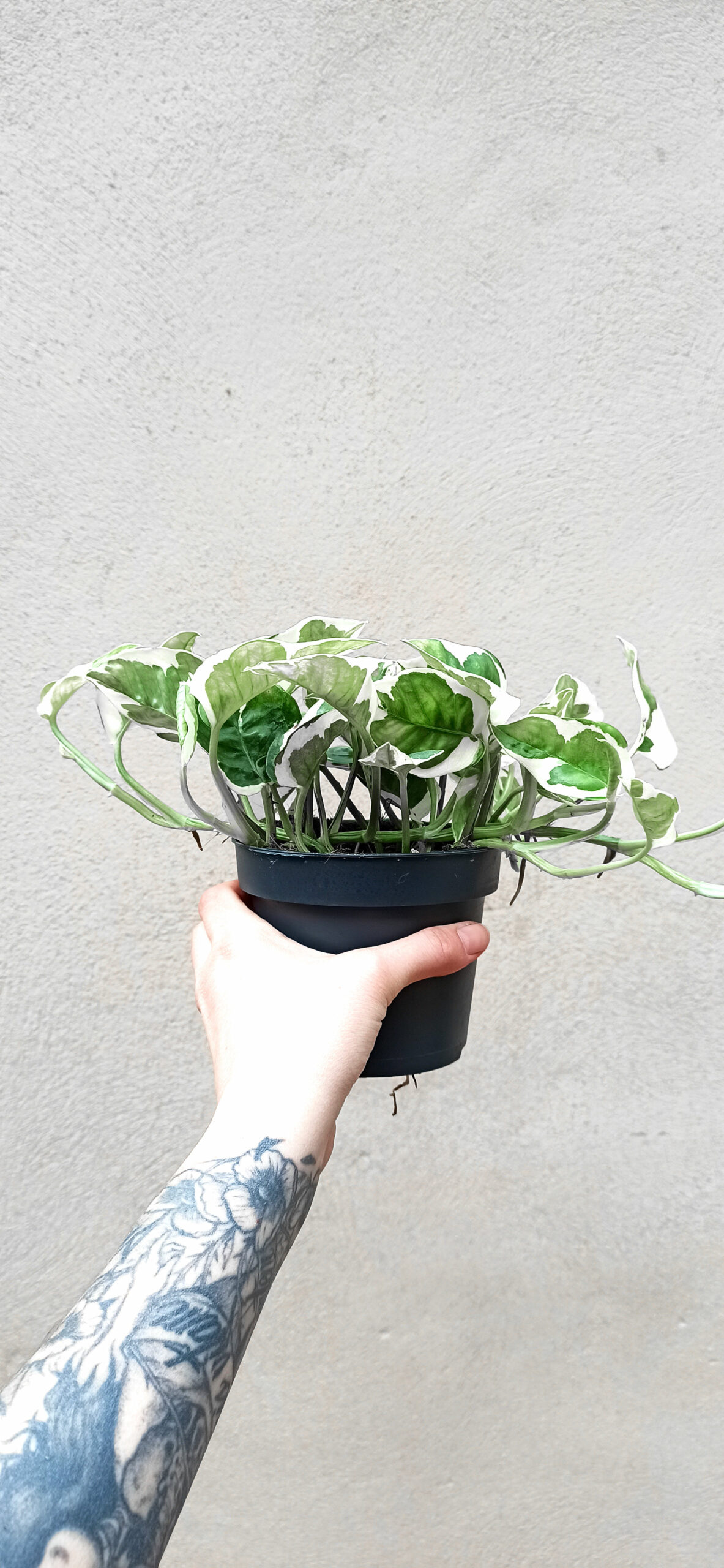 Scindapsus "pothos" N'Joy - IndoorPoppies