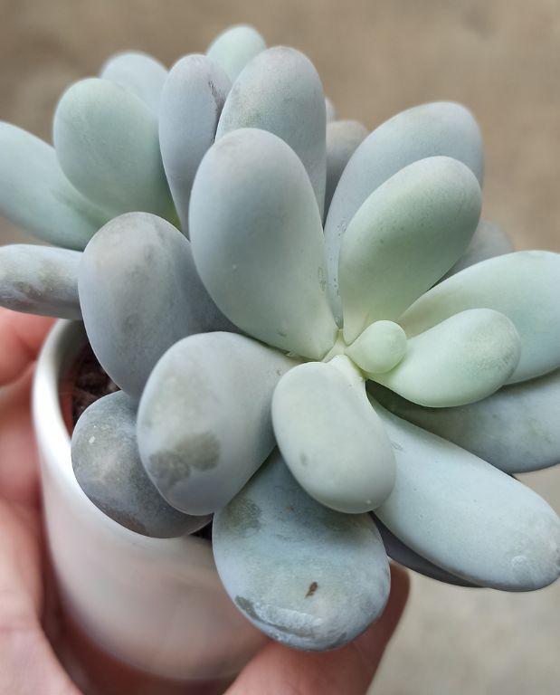 Pachyphytum oviferum - IndoorPoppies