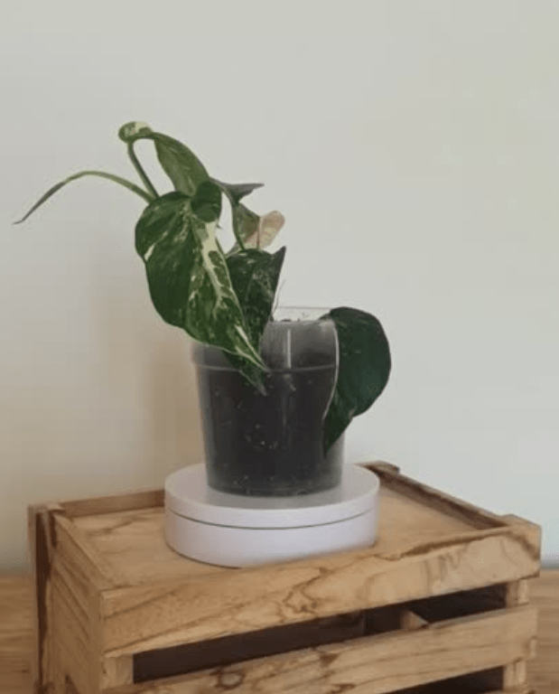 Bouture Scindapsus treubii dark form - IndoorPoppies