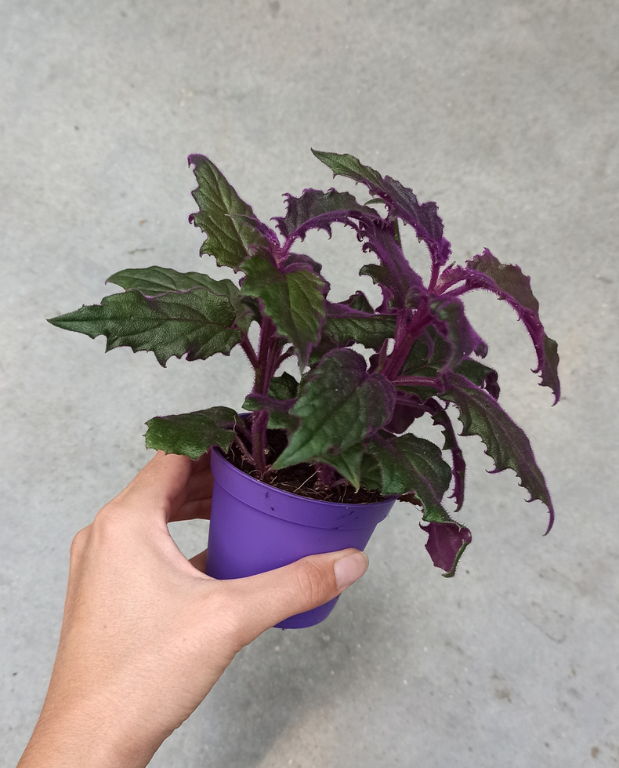 Acheter Gynura Aurantiaca Purple Passion en ligne - IndoorPoppies