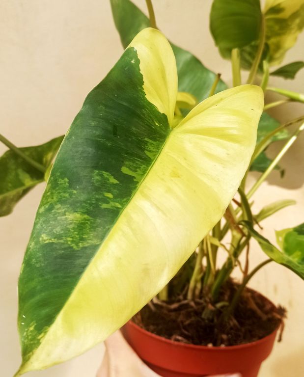 Bouture Philodendron Burle Marx variegata - IndoorPoppies