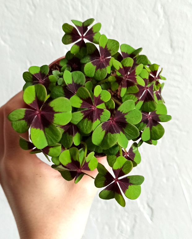 Acheter Coffret Oxalis en ligne - IndoorPoppies