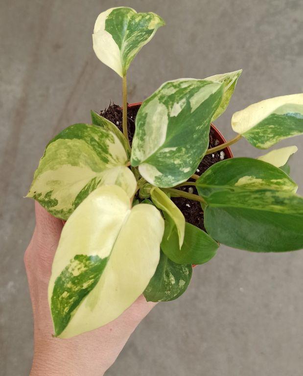 Bouture Philodendron Burle Marx variegata - IndoorPoppies