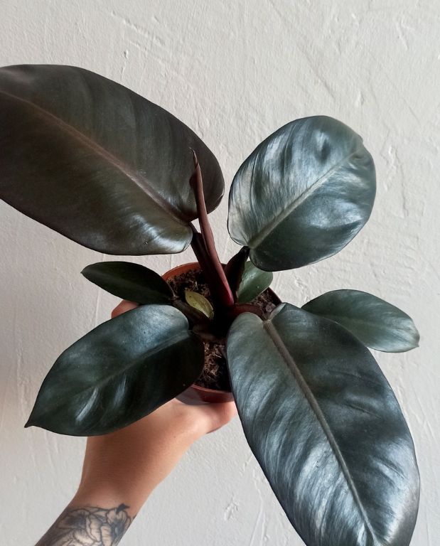 Philodendron black cardinal - IndoorPoppies