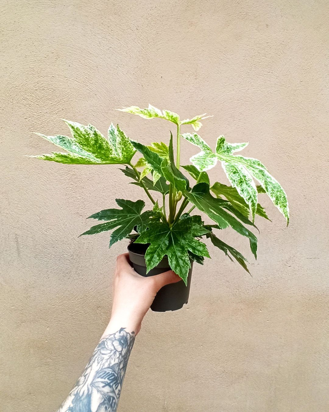 Fatsia Japonica Variegata - Aralia du Japon panaché - IndoorPoppies