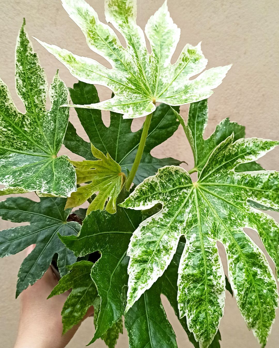 Fatsia Japonica Variegata - Aralia du Japon panaché - IndoorPoppies