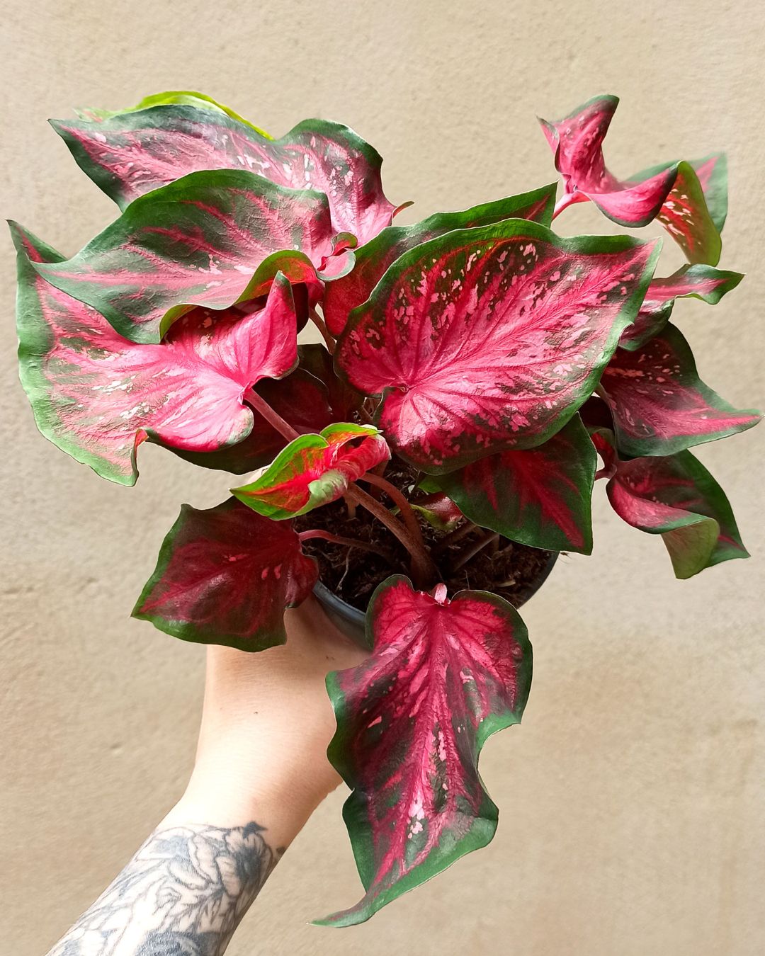 Acheter Caladium Pink Cloud en ligne - IndoorPoppies