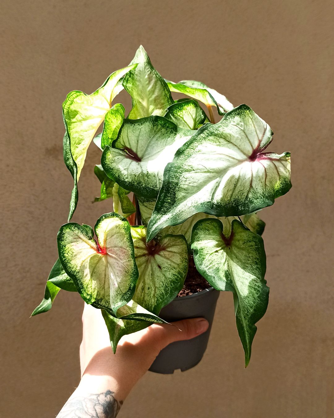 Acheter Caladium White Delight en ligne - IndoorPoppies