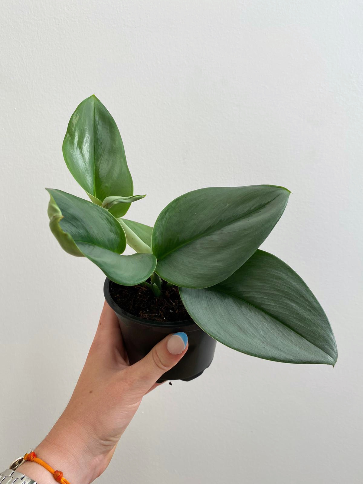 Acheter Scindapsus "pothos" treubii moonlight en ligne - IndoorPoppies