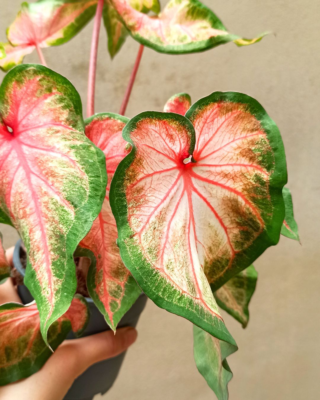 Acheter Caladium Florida Sweetheart en ligne - IndoorPoppies