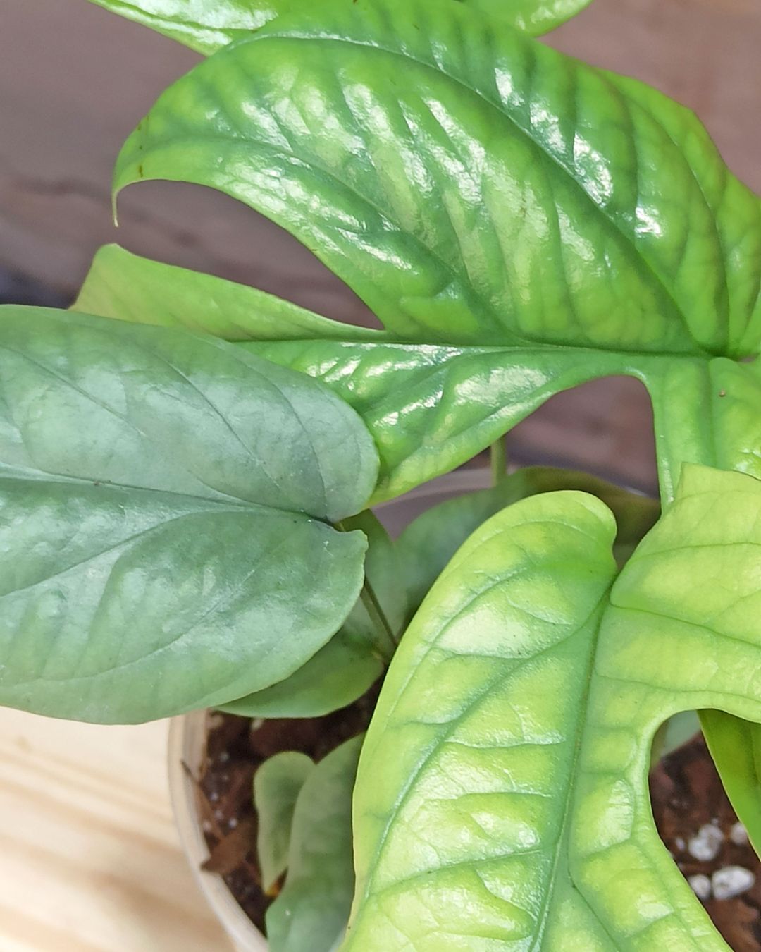 Acheter Amydrium Medium Silver en ligne - IndoorPoppies