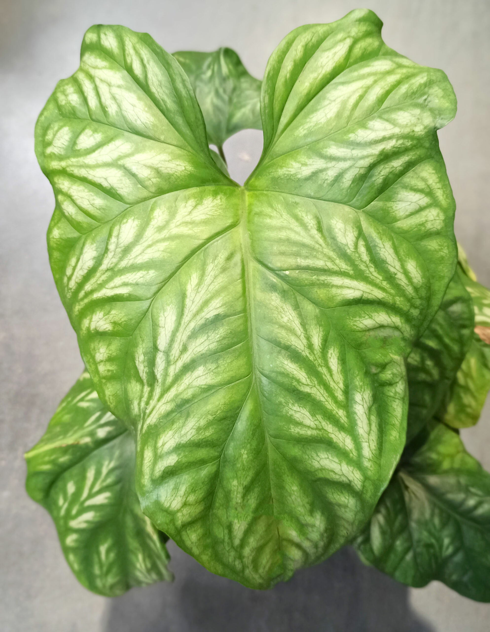 Acheter Cercestis Mirabilis en ligne - IndoorPoppies