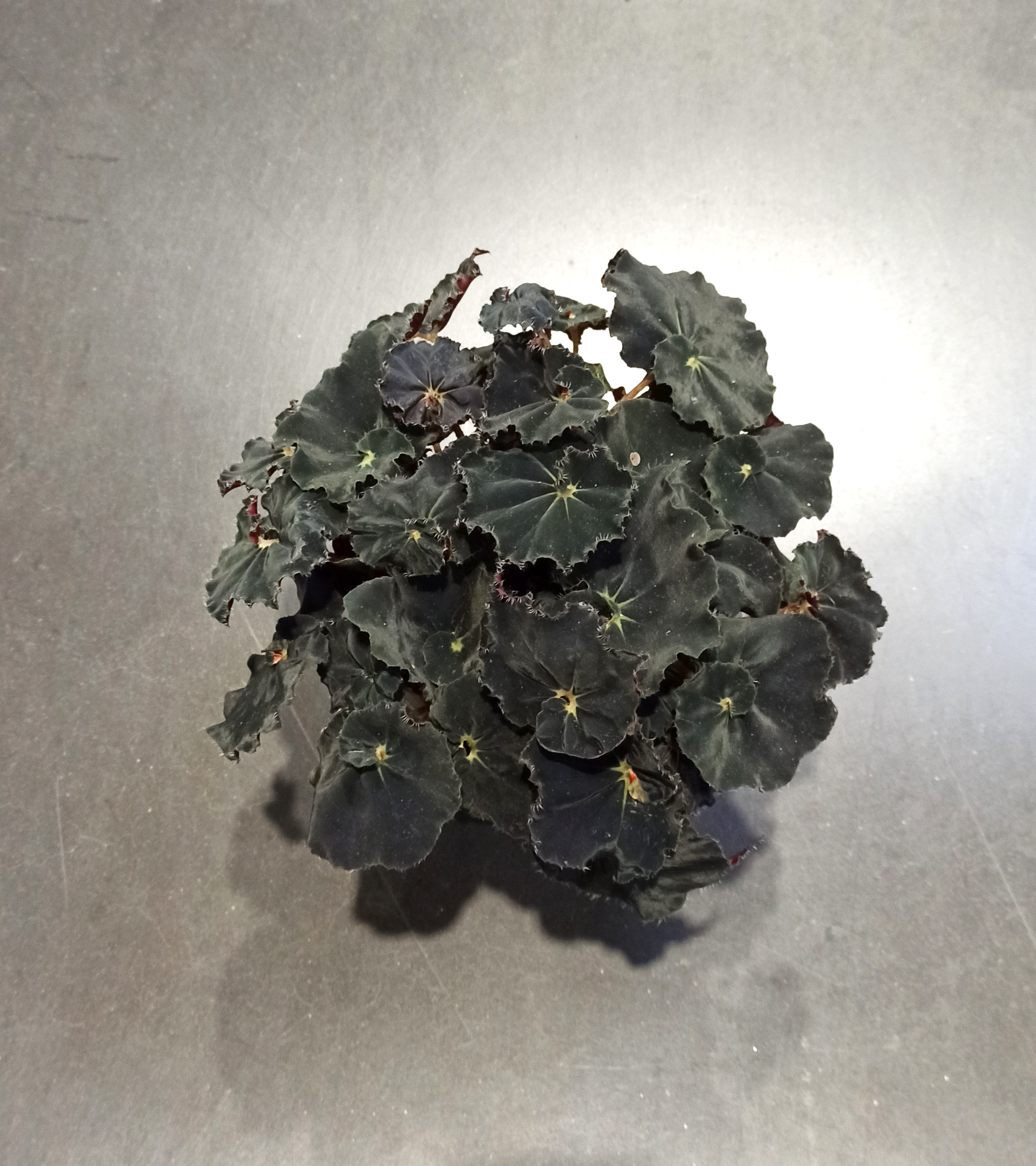 Acheter Begonia Black Mamba en ligne - IndoorPoppies