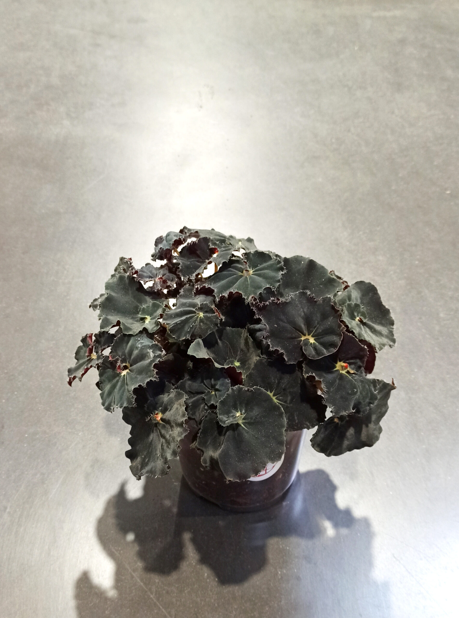 Acheter Begonia Black Mamba en ligne - IndoorPoppies
