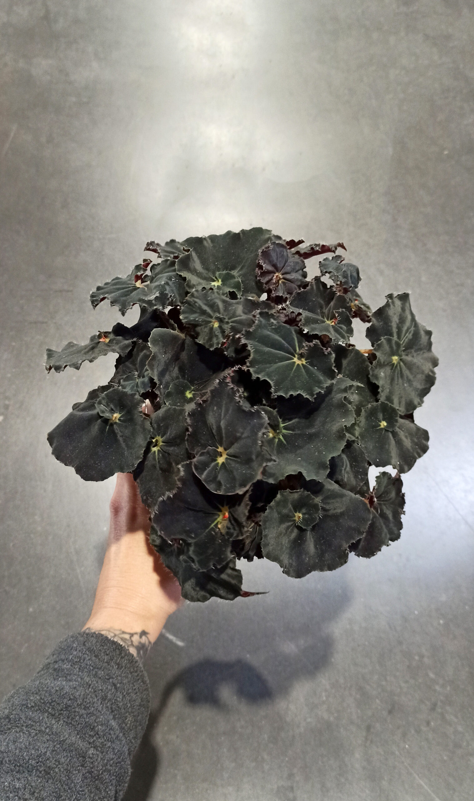 Acheter Begonia Black Mamba en ligne - IndoorPoppies