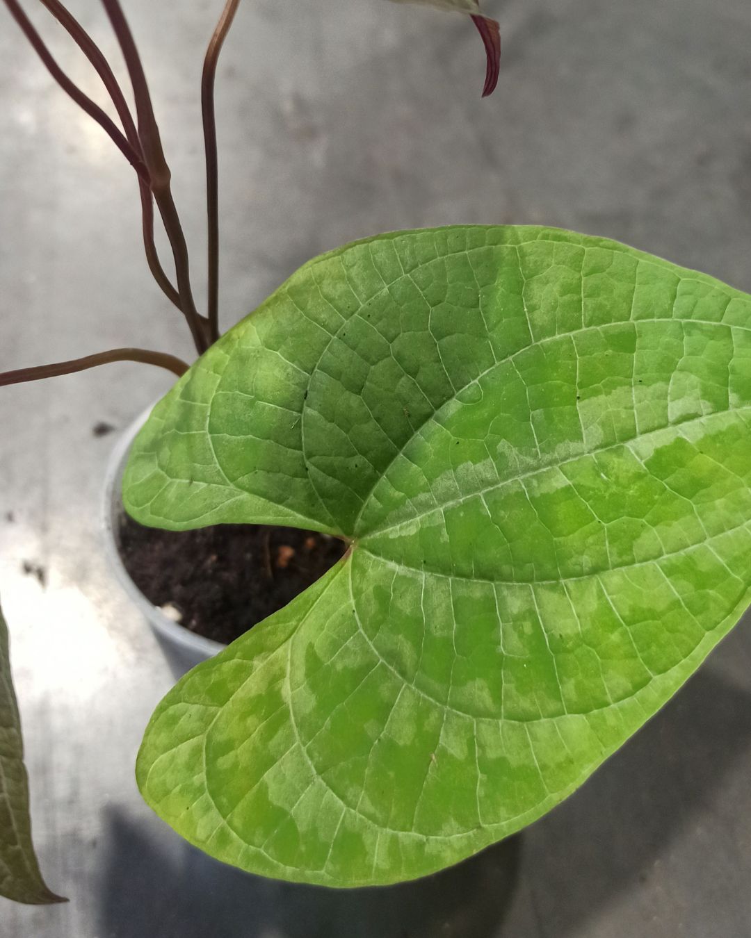 Acheter Dioscorea Discolor en ligne - IndoorPoppies