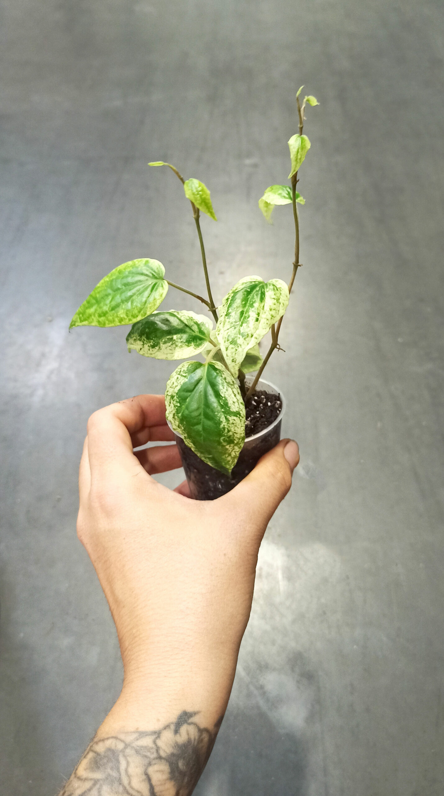 Acheter Piper Sylvaticum Macropiper Variegata en ligne - IndoorPoppies