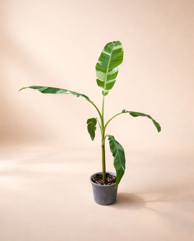 Musa Florida Variegata - IndoorPoppies